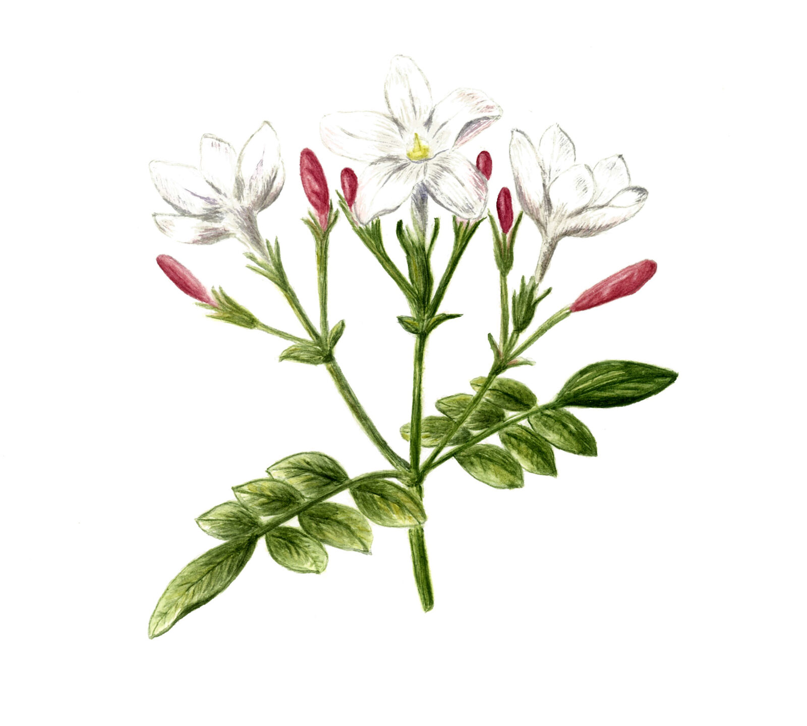 Chanel N°5 - pe urmele florilor celui mai iconic parfum francez – Code ...